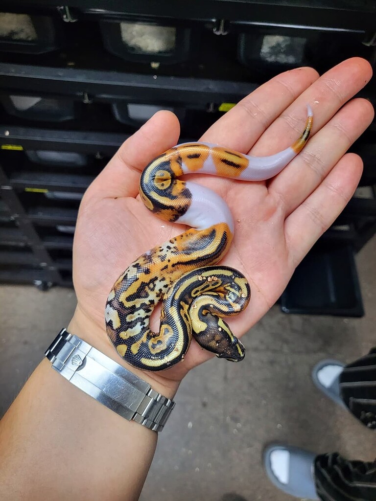 Extremely gorgeous paradox - Ball Pythons - MorphMarket Reptile Community