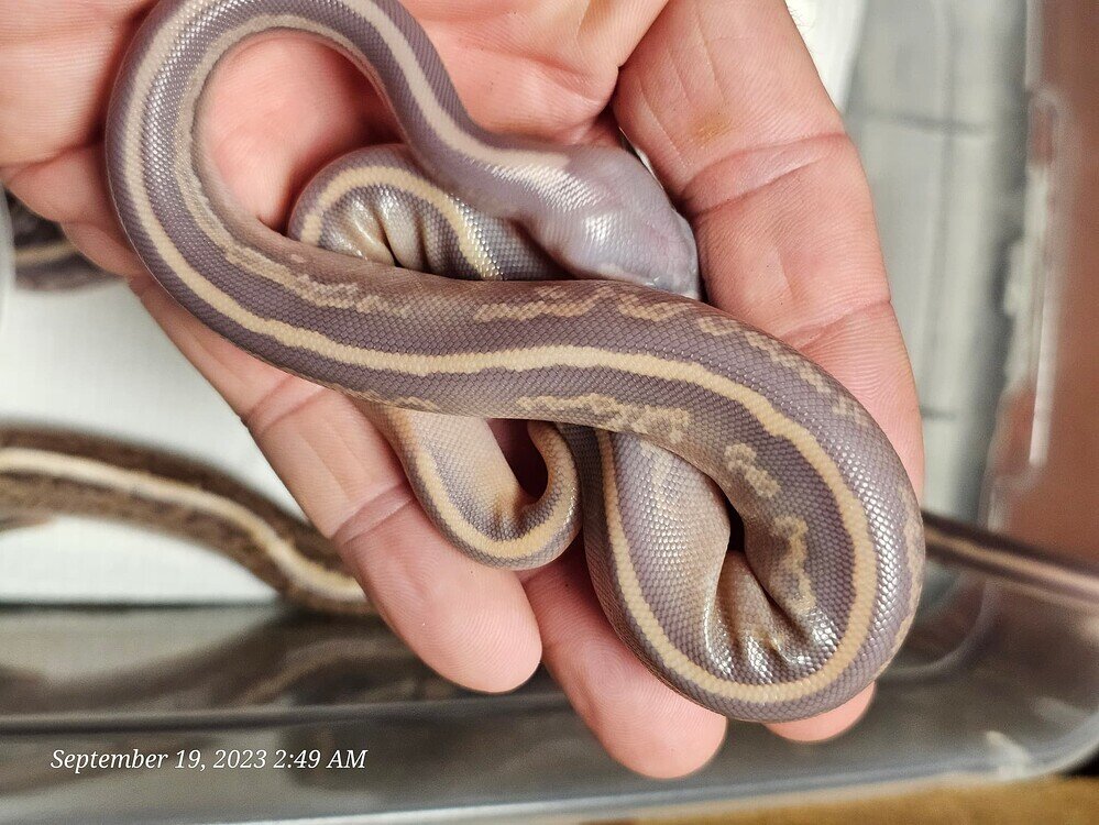 Shocked to have hatched truly purple snakes! - Ball Pythons ...