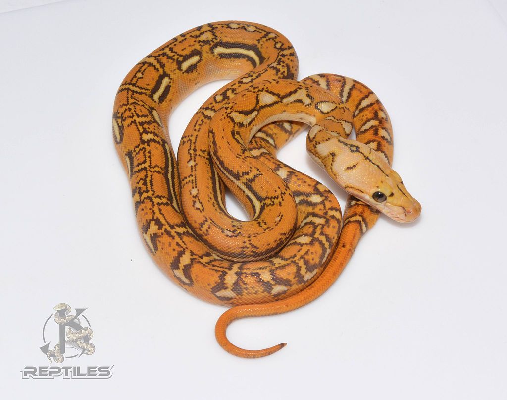 Insanely Cool New Retic - Reticulated Pythons - MorphMarket Reptile ...