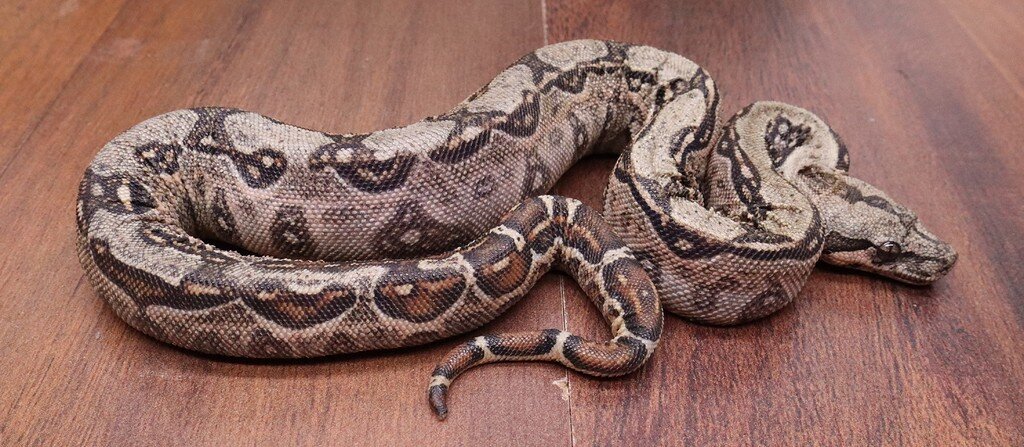 Lone Sonoran survivor from premature litter - Boa Constrictors ...