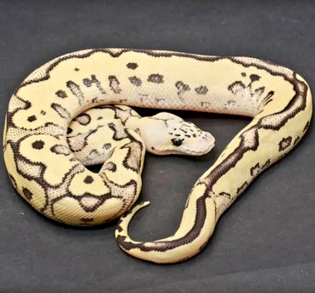 A huge gem from JD! - Ball Pythons - MorphMarket Reptile Community