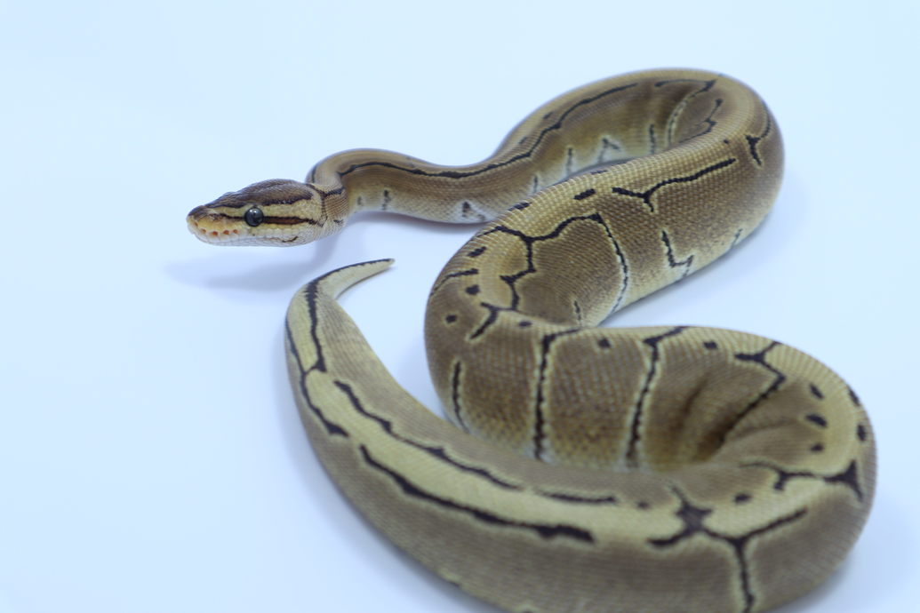 Show off your Ball Pythons - Ball Pythons - MorphMarket Reptile Community