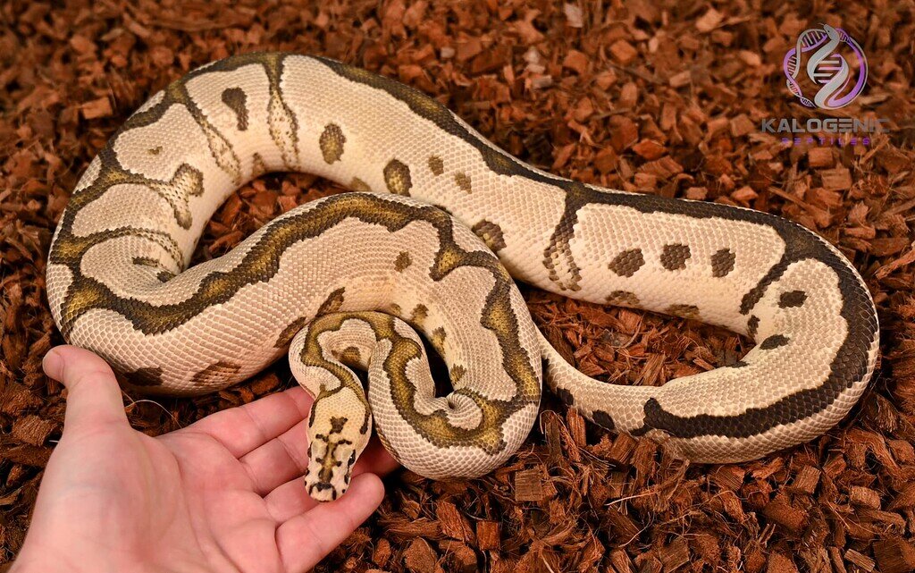 Kinova produced Spotnose Special Clown girl with some size is looking ...