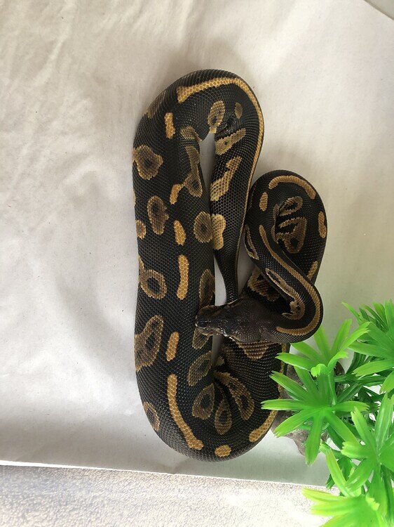 My new python babies that came today! - All Reptiles - MorphMarket ...