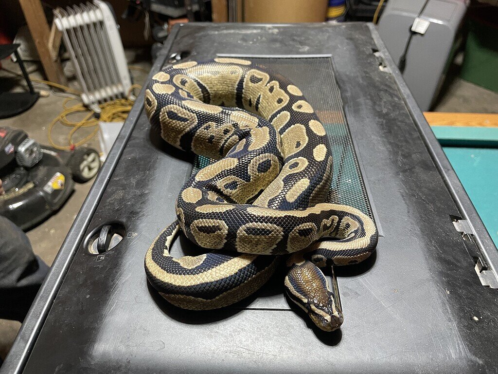 Is this just a normal ball python - Ball Pythons - MorphMarket Reptile ...