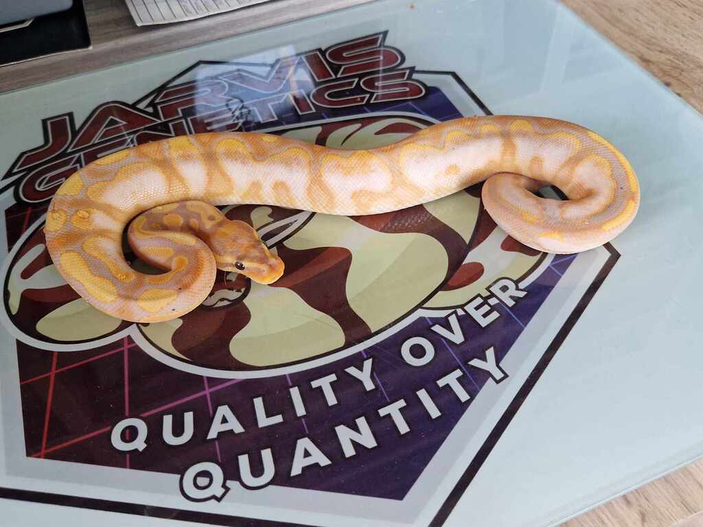 Banana calico het pied ph albino dinker update - Ball Pythons ...