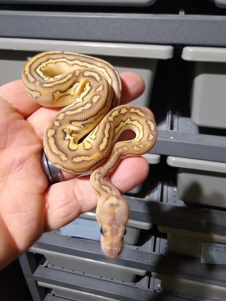 Hydra clown stuff year two - Ball Pythons - MorphMarket Reptile Community