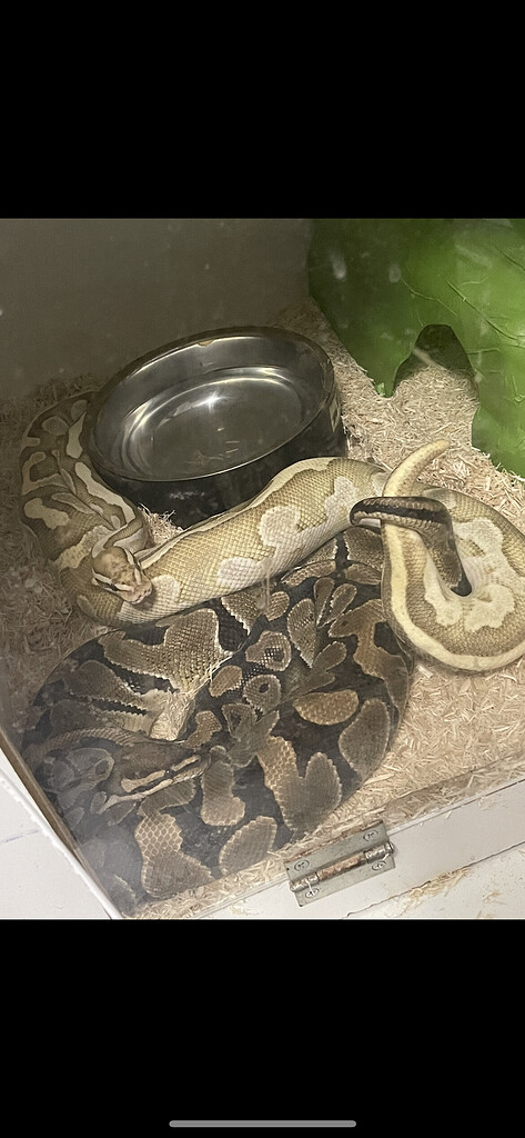 Help Identifying Morphs Clutch #1 - Ball Pythons - MorphMarket Reptile ...