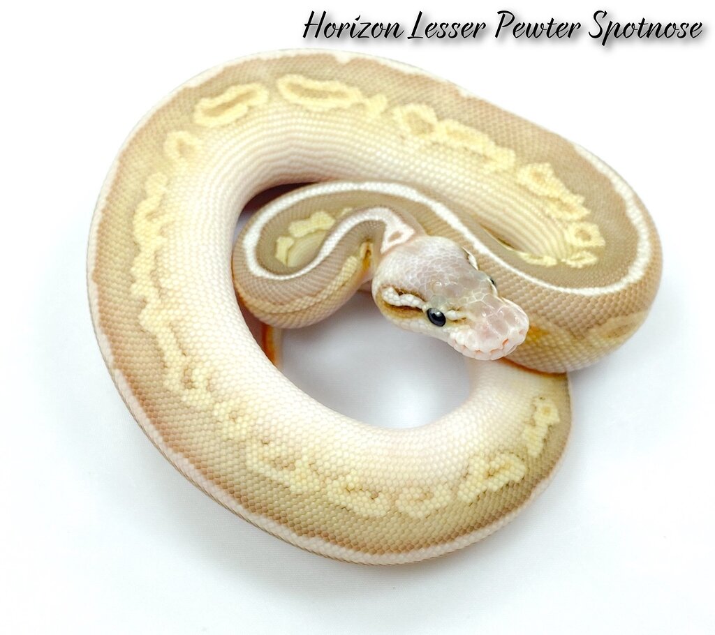 Horizon Leopard combos - Ball Pythons - MorphMarket Reptile Community