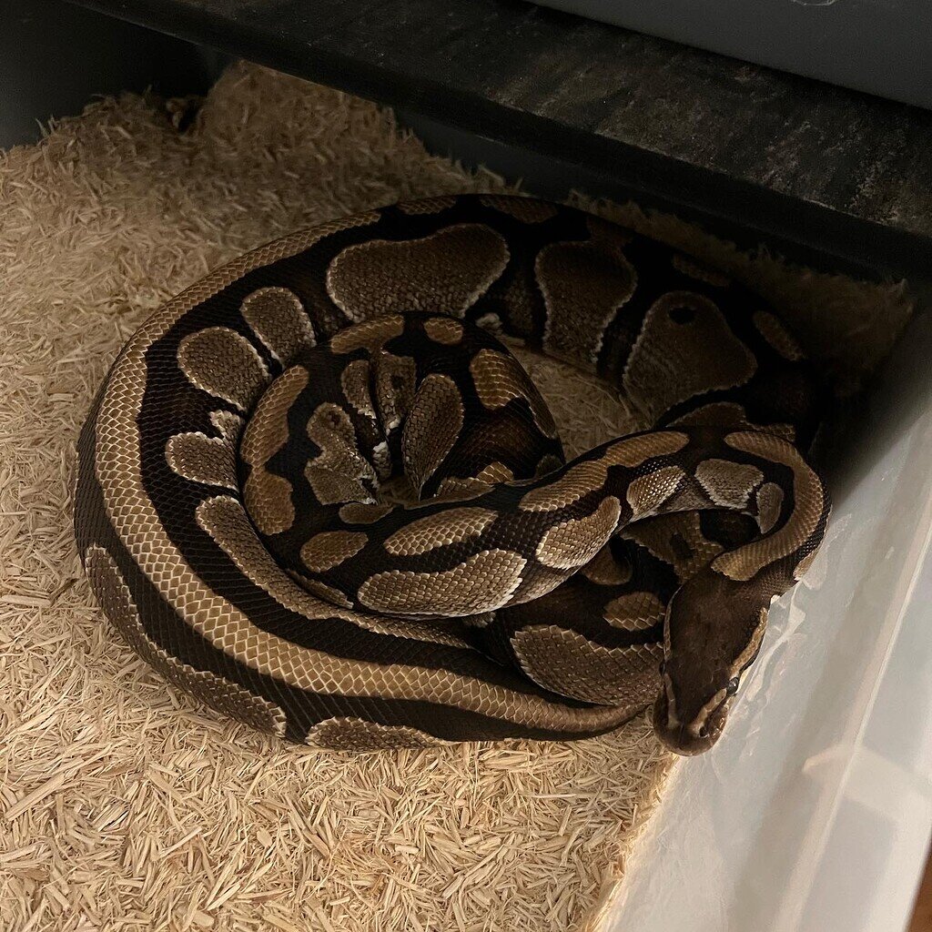 Female Not Nesting? - Ball Pythons - MorphMarket Reptile Community
