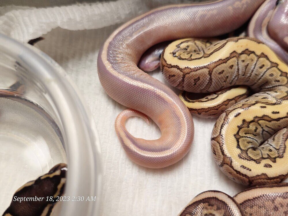 Shocked to have hatched truly purple snakes! - Ball Pythons ...
