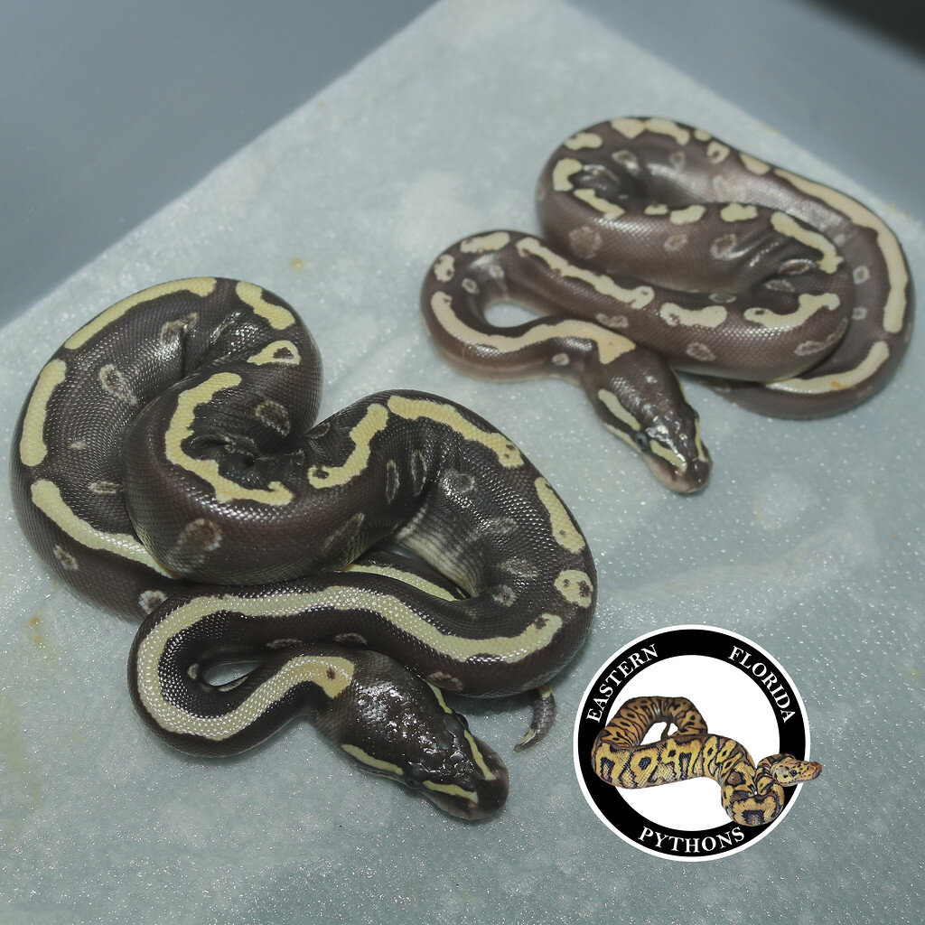 GHI Yellowbelly x Vanilla Mojave Clutch ID request - Ball Pythons ...
