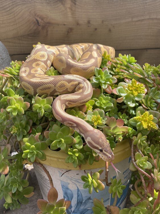 Show me your Alien heads - Ball Pythons - MorphMarket Reptile Community