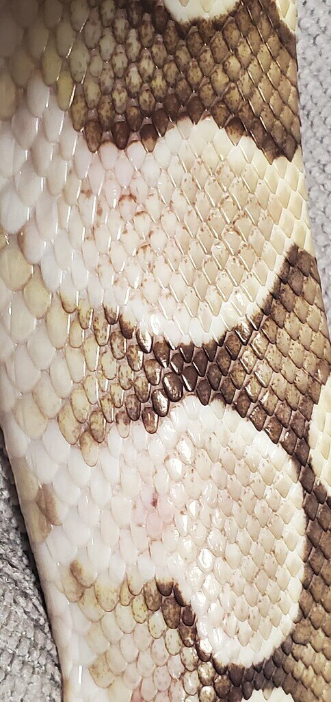 Is this scale rot on my ball python? - Ball Pythons - MorphMarket Reptile Community