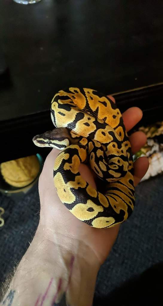 Ball Python Morph ID? - Ball Pythons - MorphMarket Reptile Community