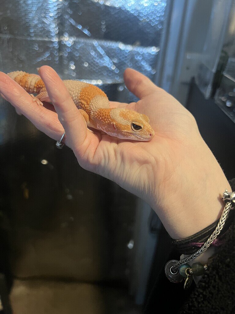 Meet ‘Candy Corn’! - Fat-Tailed Geckos - MorphMarket Reptile Community