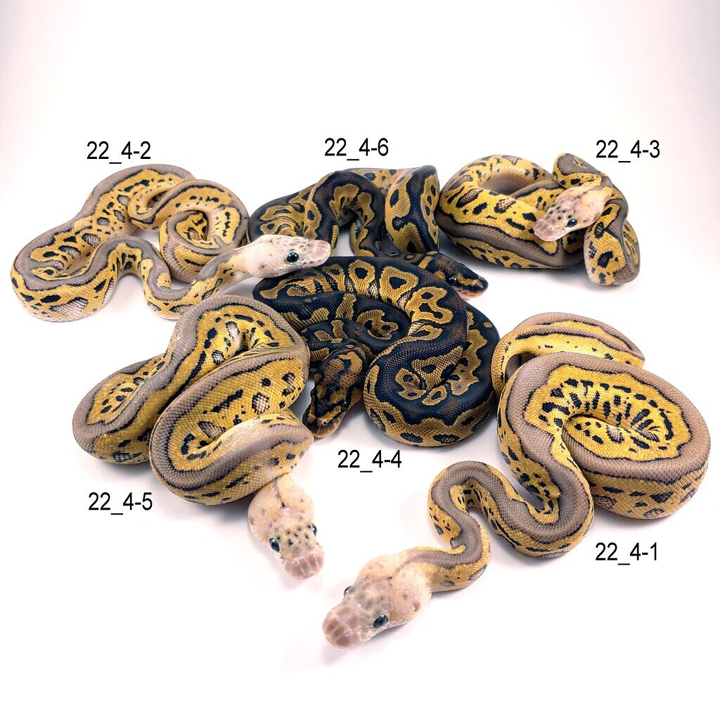 Clutch ID Help: GHI Clown? - Ball Pythons - MorphMarket Reptile Community