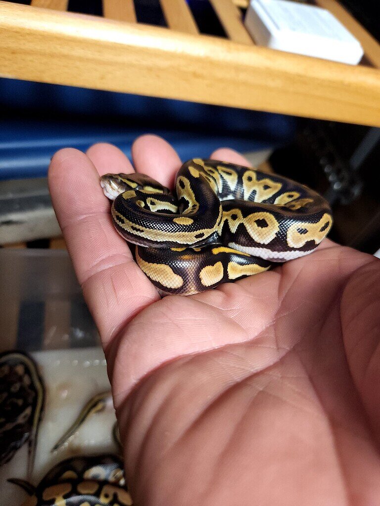 Wanna know if its a first for this combo? - Ball Pythons - MorphMarket ...