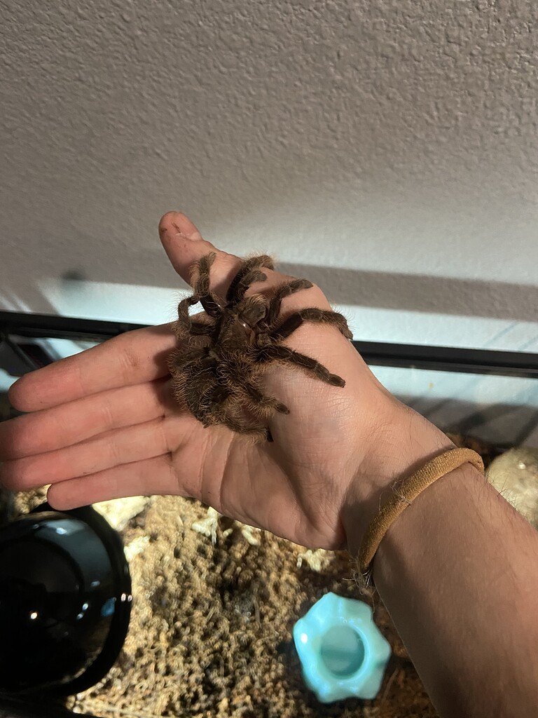 Tarantula got stuck on mesh lid? - Spiders - MorphMarket Reptile Community