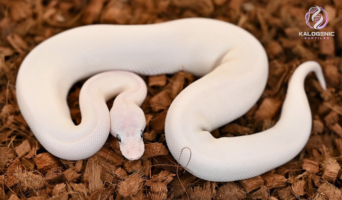 Is white an Easter color? 🐣 - Ball Pythons - MorphMarket Reptile Community