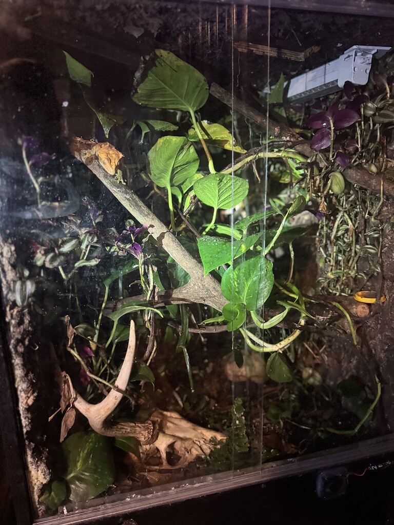Crusted geckos bioactive enclosure - Enclosures & Setups - MorphMarket ...