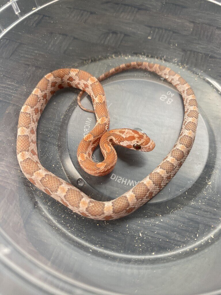 Identification help please - Corn Snakes - MorphMarket Reptile Community