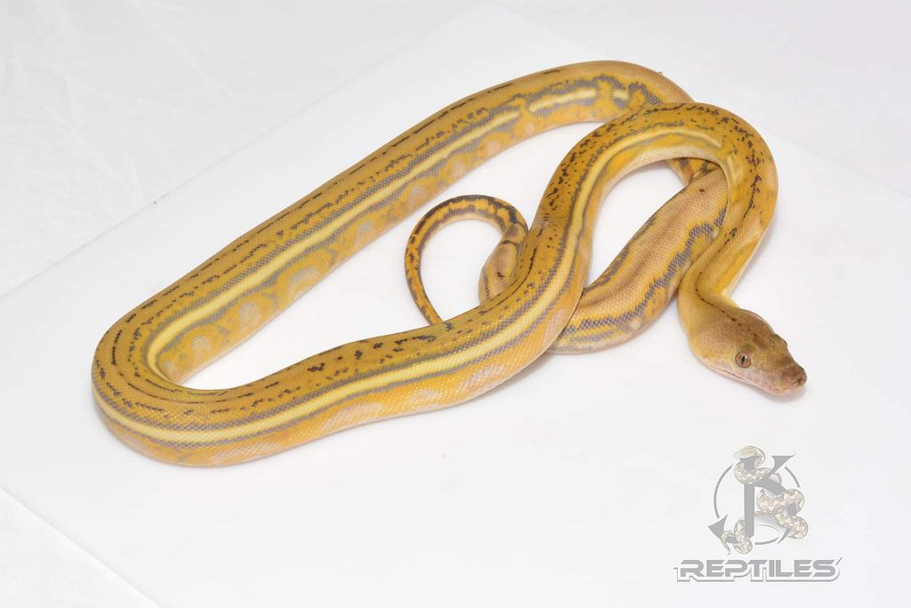 New Recessive Retic Morph - Reticulated Pythons - MorphMarket Reptile ...