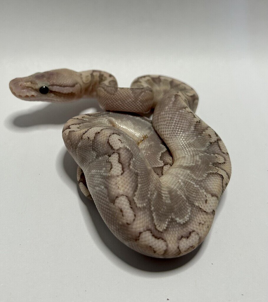 Trying to ID babies for a second year in a row from the same BEL Mom ...