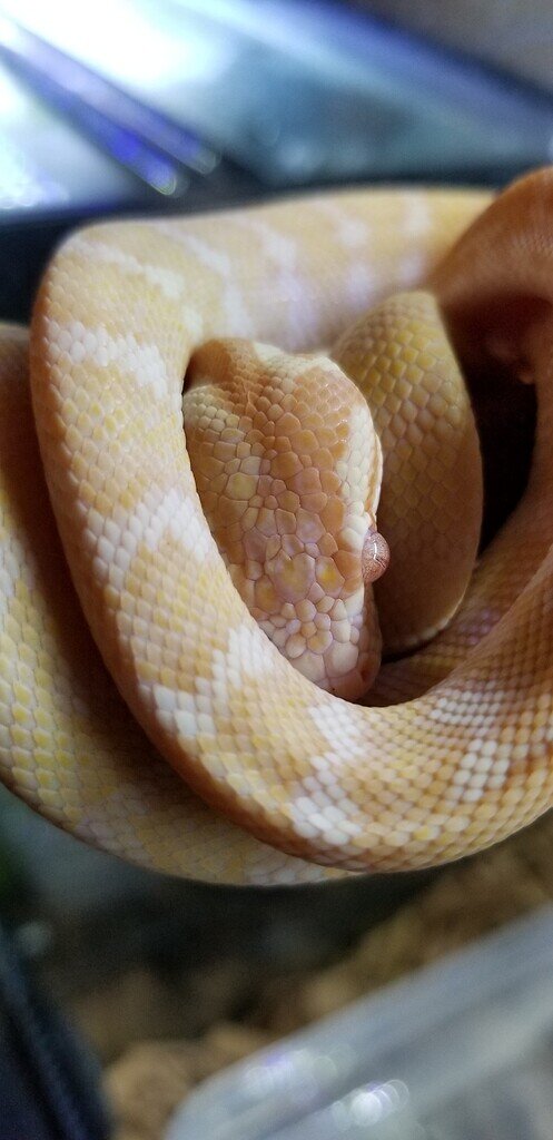 Color change has begun - Carpet Pythons - MorphMarket Reptile Community