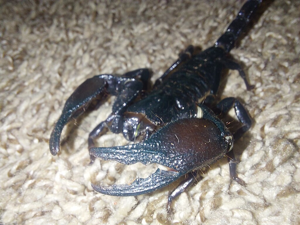 What's this scorpion? - Scorpions - MorphMarket Reptile Community