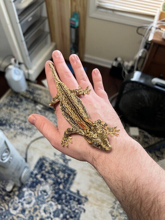 Understanding pattern and color dominance in gargoyle geckos - Gargoyle ...