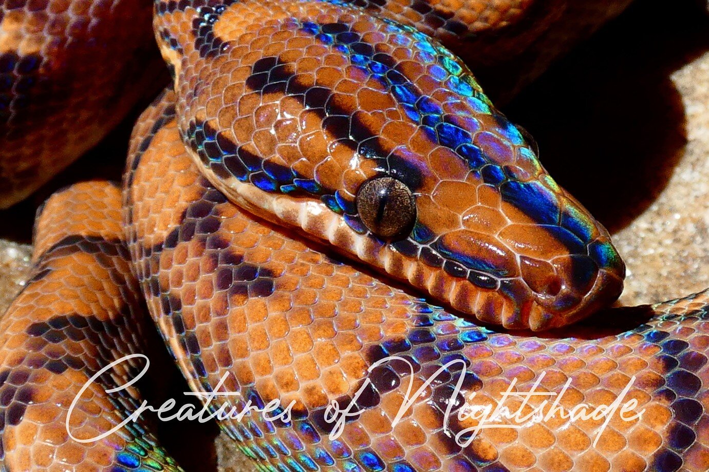 Show Off Your Rainbow Boas! - Rainbow Boas - MorphMarket Reptile Community