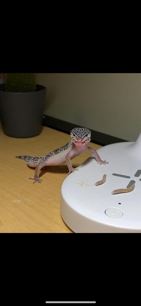 New Gecko Friend! - Leopard Geckos - MorphMarket Reptile Community