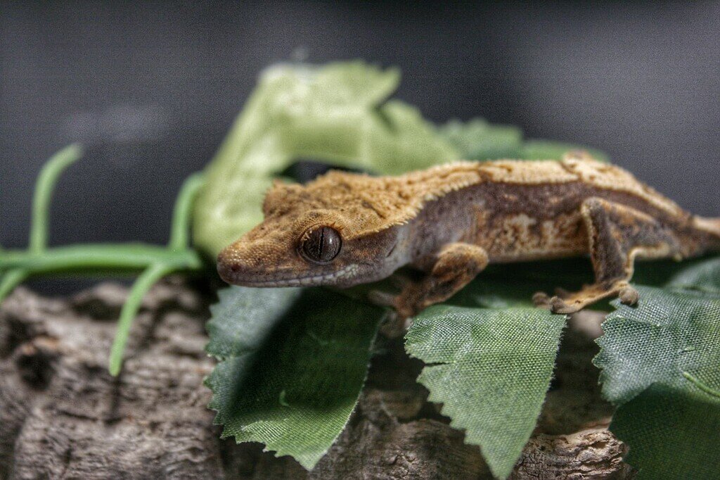 Pomoc identification - Crested Geckos - MorphMarket Reptile Community