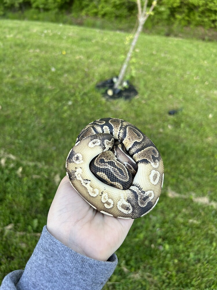 Ball python identification assistance - Ball Pythons - MorphMarket ...