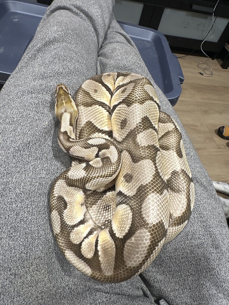 Can someone help me identify or guess what the morph is? - Ball Pythons - MorphMarket Reptile ...