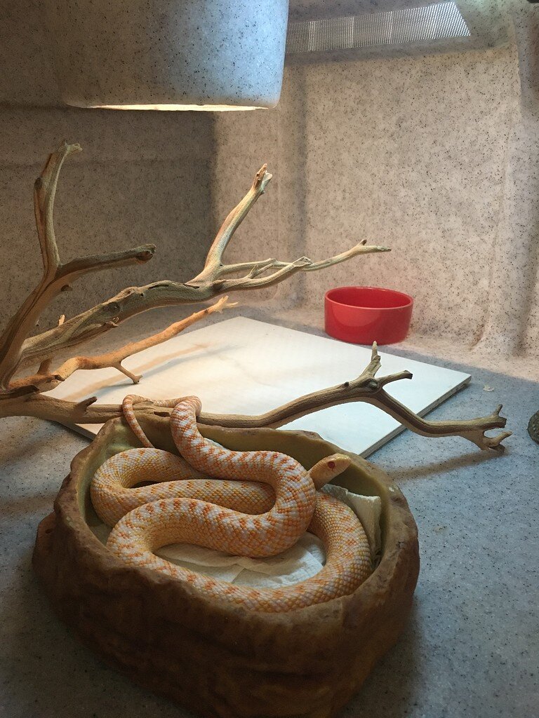 Achilles The Applegate Albino San Diego Gopher Snake - Other Colubrids ...