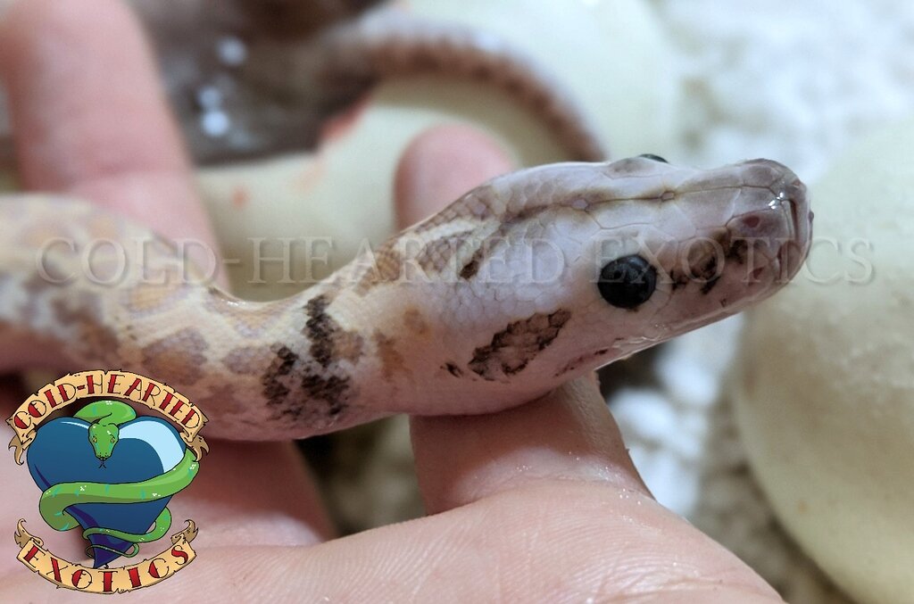 Lovely Paradox! - Reticulated Pythons - MorphMarket Reptile Community