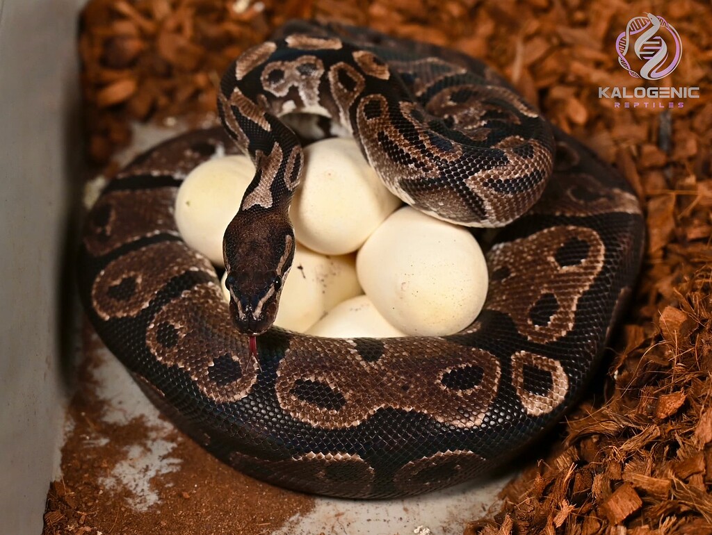 A dark momma and some pearly potatoes - Ball Pythons - MorphMarket Reptile Community