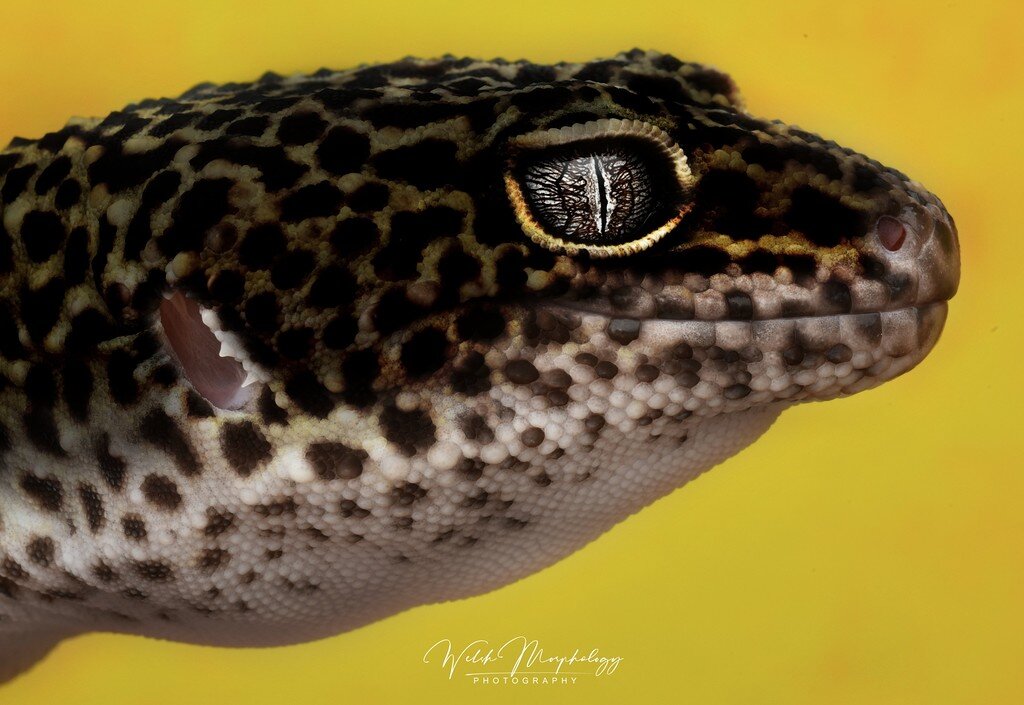 Black knight - Leopard Geckos - MorphMarket Reptile Community