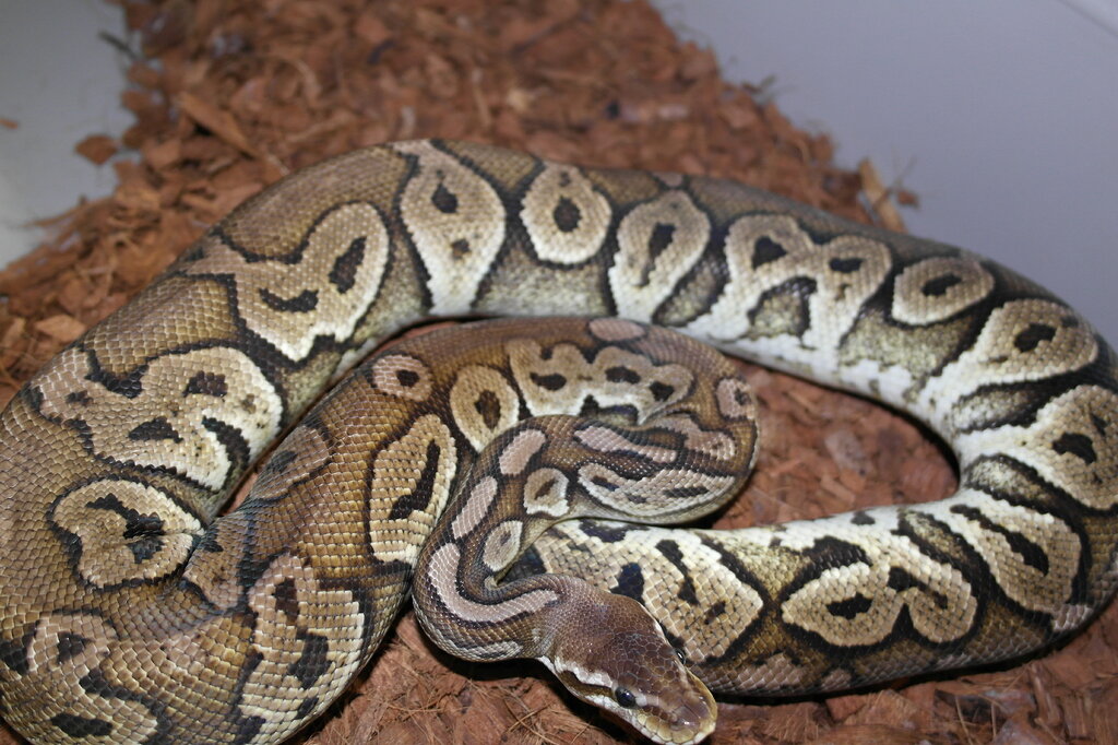 Bel produced from black pewter x pastel bamboo pairing - Ball Pythons ...
