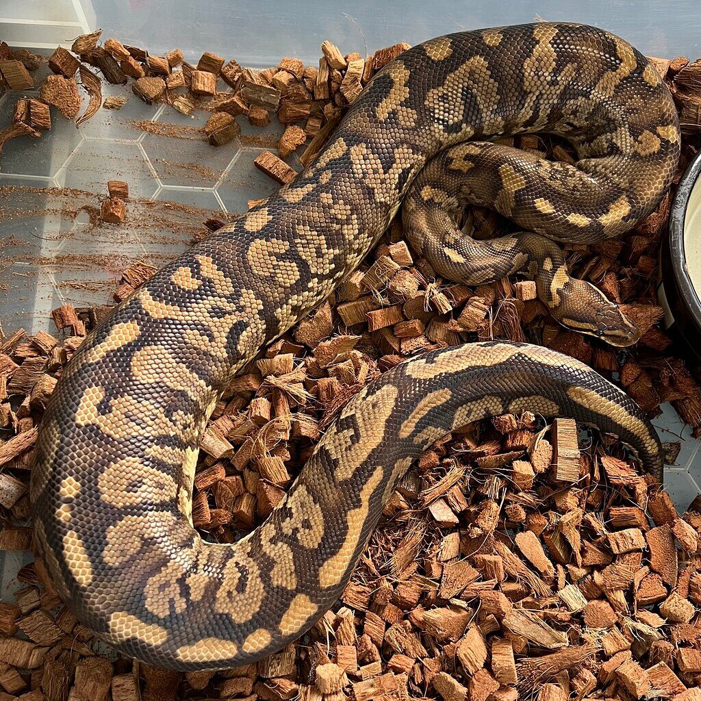 Ovulation Tornado x Bald Gene Pastel Enchi Yellowbelly - Ball Pythons ...