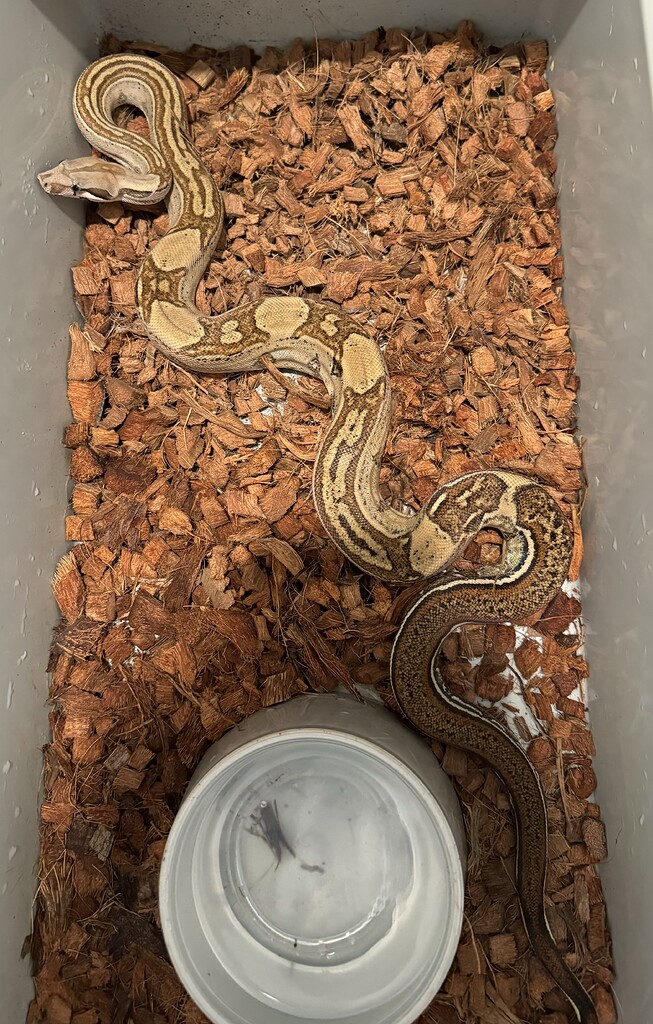 ID Help please - Boa Constrictors - MorphMarket Reptile Community
