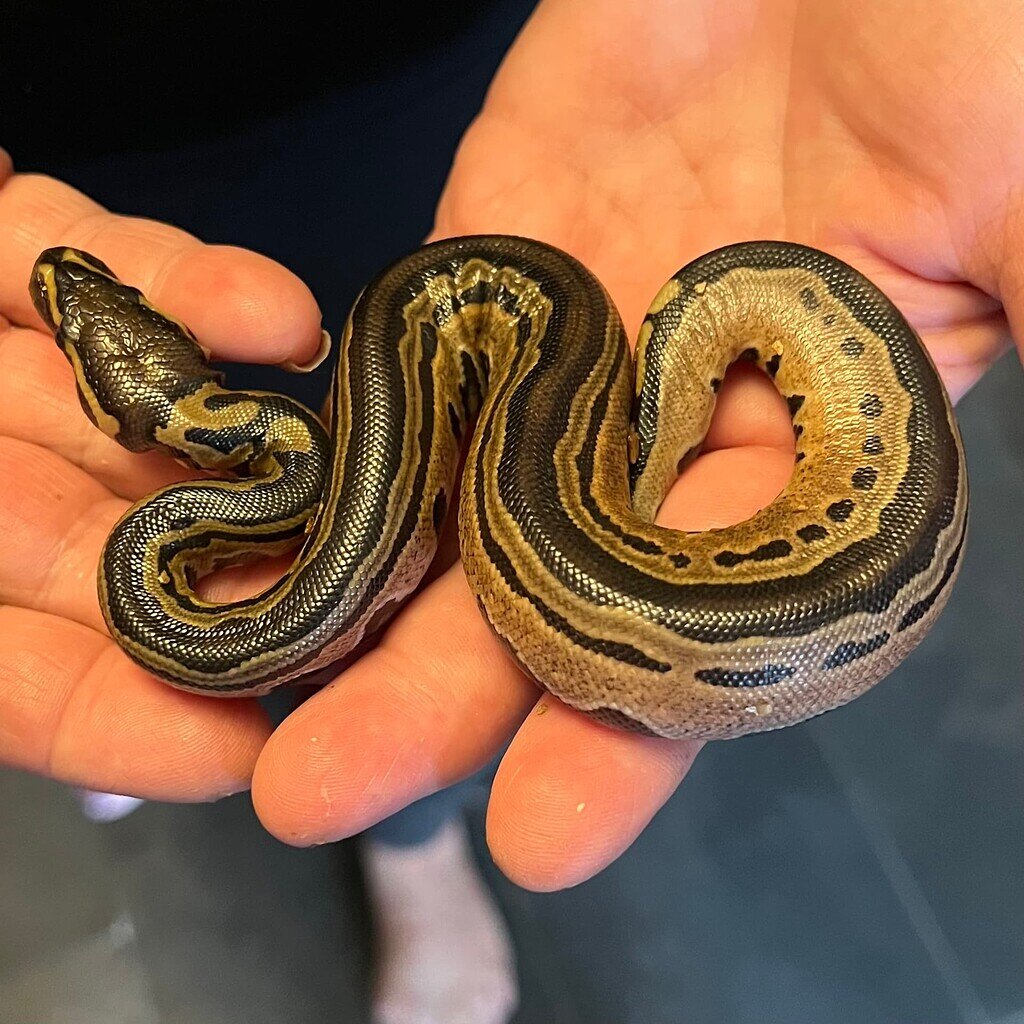 Tri Stripe out and HE looking Great 😍 - Ball Pythons - MorphMarket ...