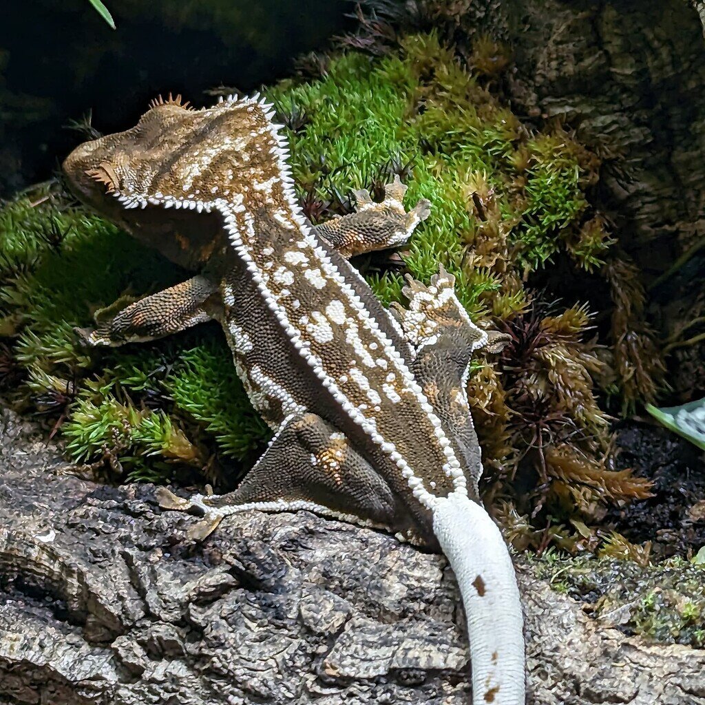 Hi I'm Rylee - Introductions - MorphMarket Reptile Community