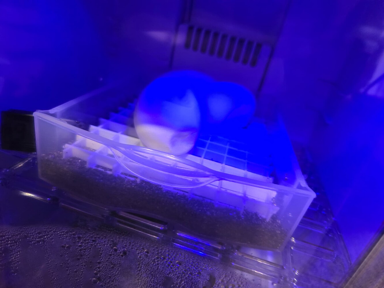 Incubation Eggs Denting - Ball Pythons - MorphMarket Reptile Community