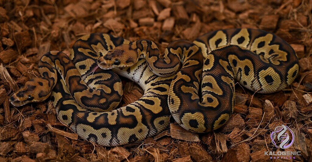 Two ♀️ Cypress Clown holdbacks love these things 🤎 - Ball Pythons ...