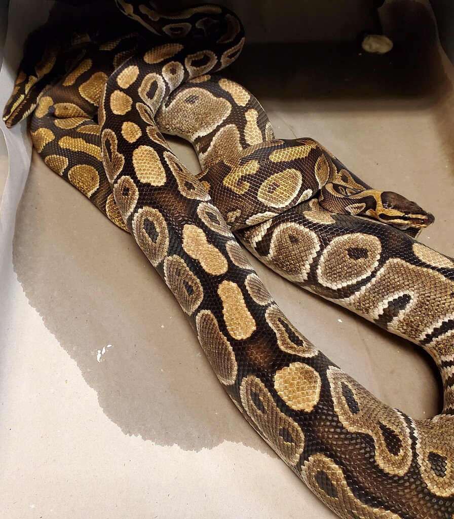 2021-2022 Season Begins - Ball Pythons - MorphMarket Reptile Community