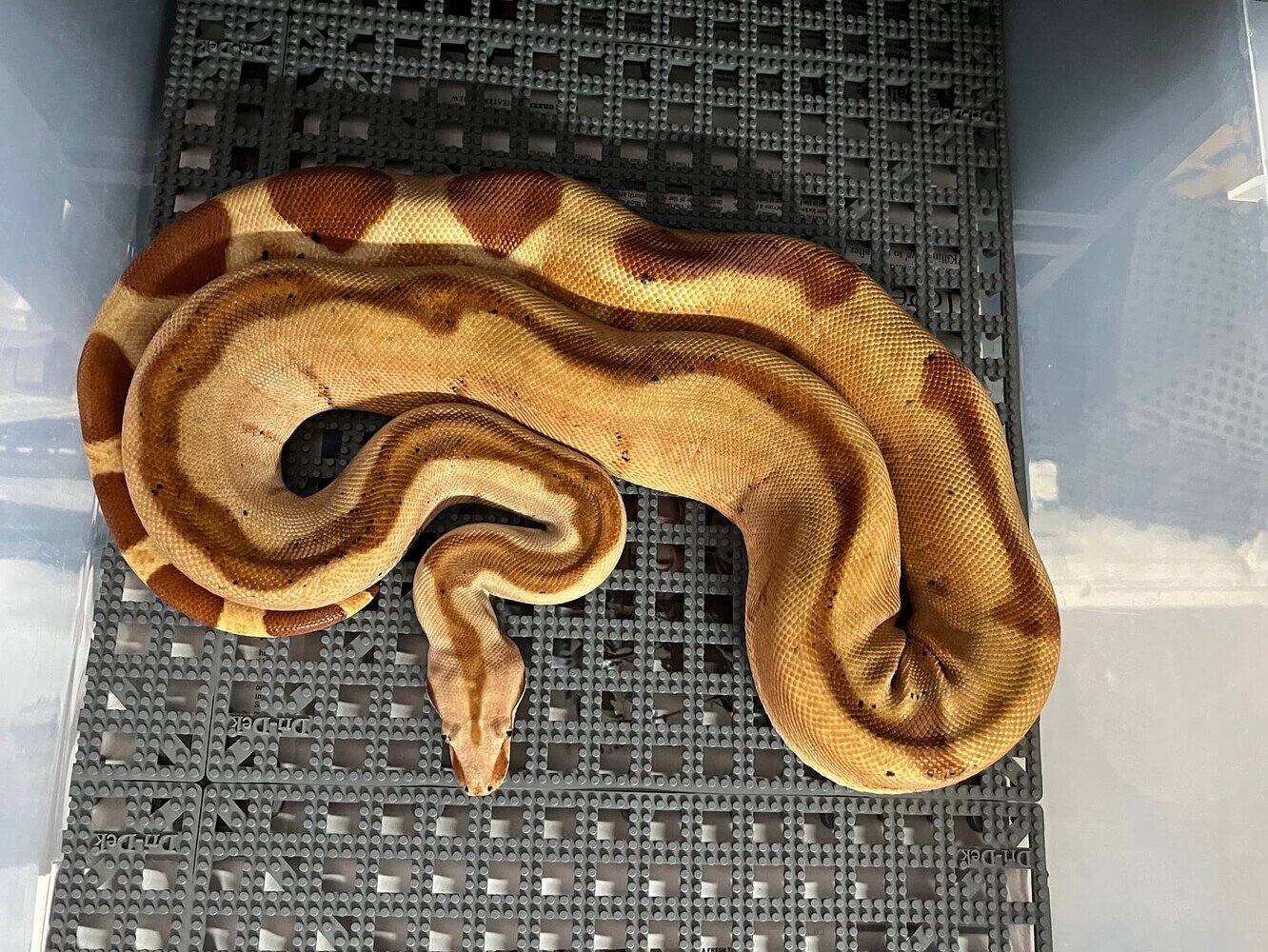 Indy morph-Boa imperator/Boa constrictor imperator [DONE] - Genetics ...