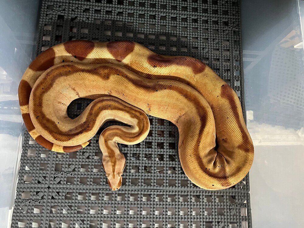 Indy morph-Boa imperator/Boa constrictor imperator [DONE] - Genetics ...